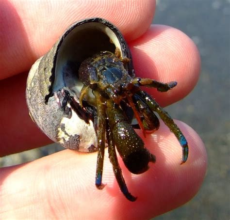 Blueband Hermit Crab A Few Miles More