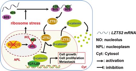 Rrp15 Regulates β Catenin Expression And Crc Progression Depending On