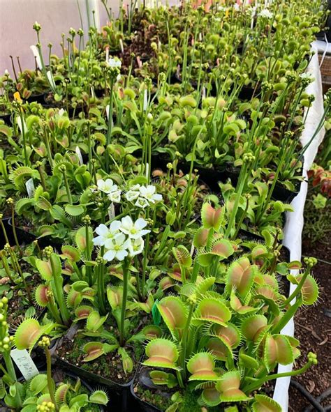Which Types Of Carnivorous Plants Can Be Grown Together With Venus
