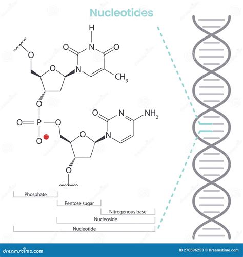Nucleotide Scientific Biochemistry Vector Illustration Infographic Stock Vector Illustration