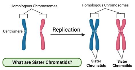 What Is The Difference Between A Chromosome And A Chromatid