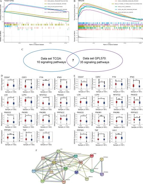 Mmp12 Serves As An Immune Cellrelated Marker Of Disease Status And