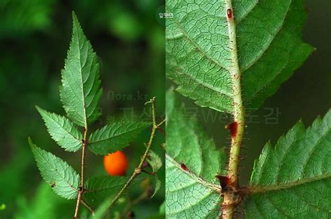 이름순 계절별 꽃색으로 찾기 거지딸기