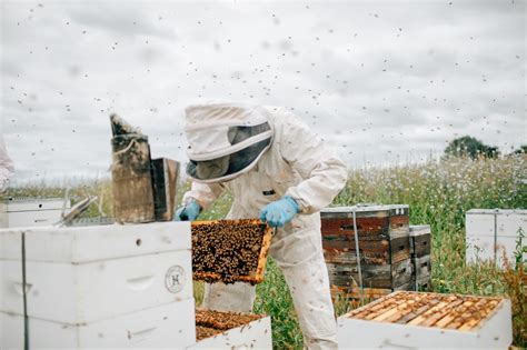 Agrifutures Honey Bee And Pollination Program 2024 Rdande Snapshot