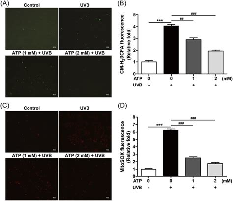 Adenosine Triphosphate Atp Supplementation Reduced Cellular And Download Scientific Diagram