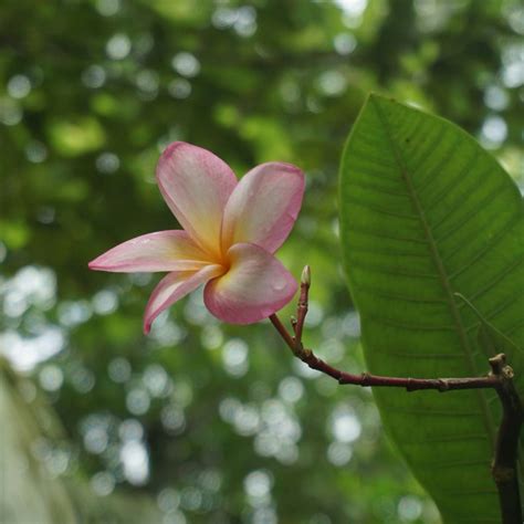 Mohd Amir On Linkedin Alright Lets Dive Into Promises In Javascript 🚀 So Imagine Youve Got