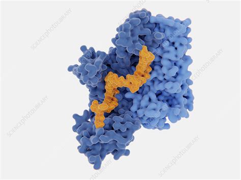 Hiv 1 Reverse Transcriptase Inhibition Illustration Stock Image F022 3577 Science Photo