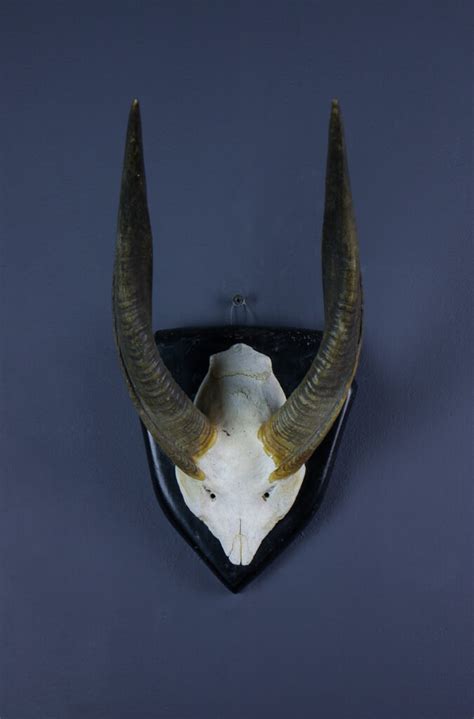 African Cape Bushbuck Antelope Horns And Skull Cap Ahs111 Antlers Horns And Skulls
