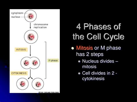 Ppt Cell Cycle And Cell Division Powerpoint Presentation Free Download Id 1177780