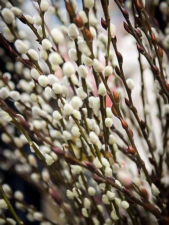 Willow Trees For Sale Online The Tree Center