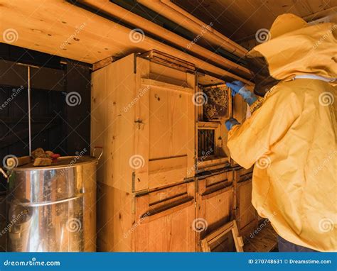 Apiarist Putting Hive Frames On The Beekeeping Frame Holder Royalty