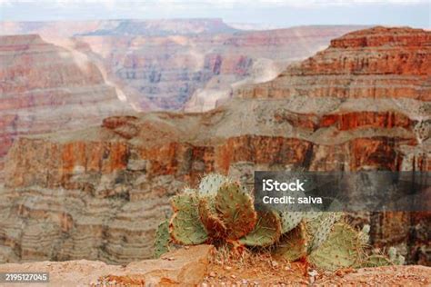 바위 가장자리에서 자라는 선인장 그랜드 캐니언 웨스트 미국 0명에 대한 스톡 사진 및 기타 이미지 0명 가장자리 건조 기후 Istock
