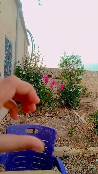 17 ماي 2025 Youtube