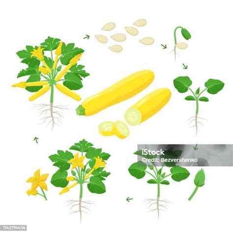 씨앗 새싹 꽃과 익은 과일과 성숙한 식물에서 호박 식물 성장 평면 디자인에 노란색 스쿼시 벡터 일러스트 레이 션의 라이프 사이클 인포 그래픽 요소 흰색 배경에 고립 0명에