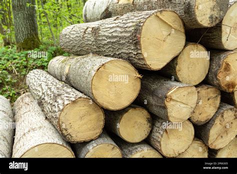 Tree Trunks Deforestation Hi Res Stock Photography And Images Alamy