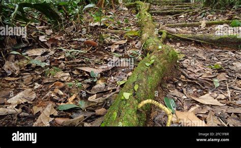 Leaf Cutter Ants Atta Sp Walking Along A Tree Root In The Rainforest Stock Video Footage Alamy