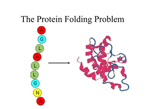 Ppt Protein Folding Bridging Lattice Models And Reality Powerpoint