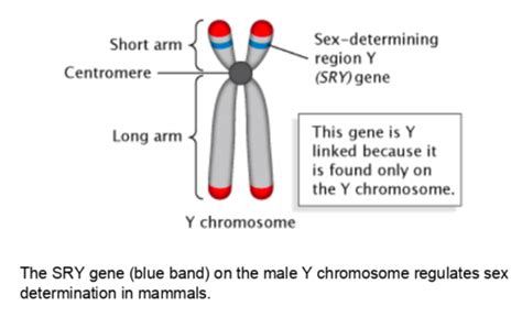 The X Chromosome And Triple Repeat Disorders Flashcards Quizlet