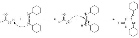 Steglich Esterification