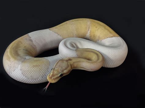 Banana Mojave Pied - Morph List - World of Ball Pythons