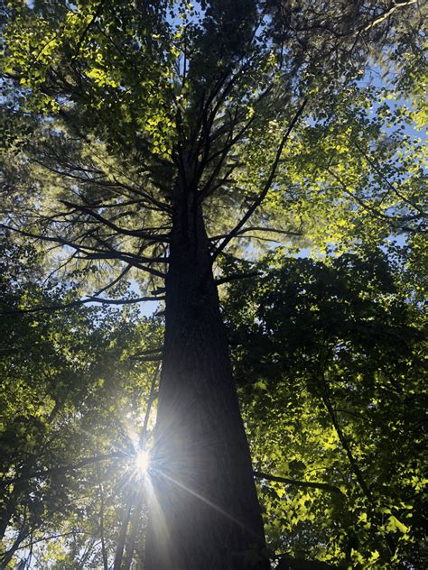 Stewarding The Urban Tree Canopy Tree Trust
