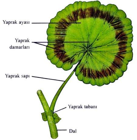 Bitki Anatomisi Yaprak