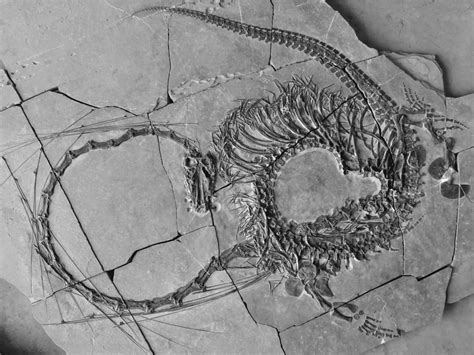 Scientists Discover Very Strange 240 Million Year Old Chinese Dragon Fossil