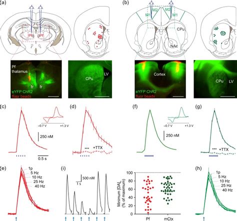 Cortical Control Of Striatal Dopamine Transmission Via Striatal Cholinergic Interneurons Pmc