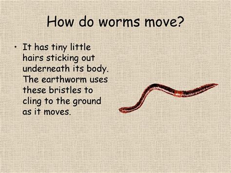 Earthworms Ppt Download