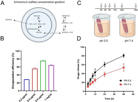 A Ammonium Sulfate Transmembrane Concentration Gradient Active Load