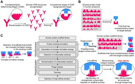 A Synthetic Antibodies Can Achieve Extremely Diverse Structures