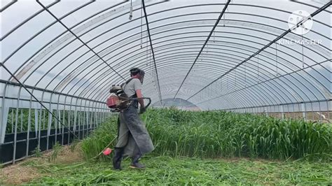 녹비작물염류장해수단그라스뭐라도 해봅니다하우스비가림 20년차라 아무리 기를써도 안됩니다ㅠㅠ 방법좀 알려주세요 Youtube