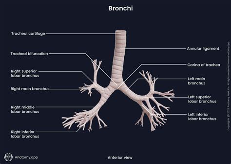 Bronchi Anatomy App