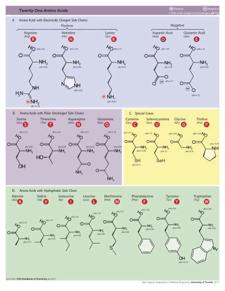 Solved 1identify Three Structural Errors In The Amino Acid