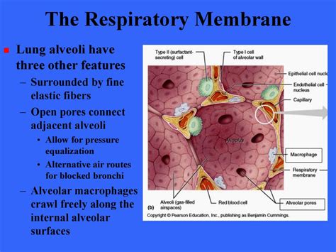 Respiratory Membrane