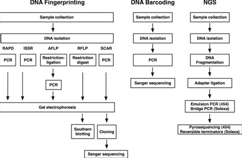 Schematic Comparison Of The Major Steps Involved In DNA Fi