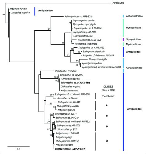 Phylogenetic Tree Obtained By Maximum Likelihood Analysis Based On