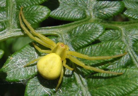 Yellow Crab Spider Bugguidenet