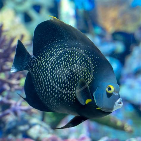 Angel French Pomacanthus Paru Aquatics Unlimited