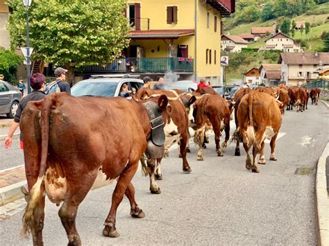 Cow Detection Object Detection Dataset By Shipbanging