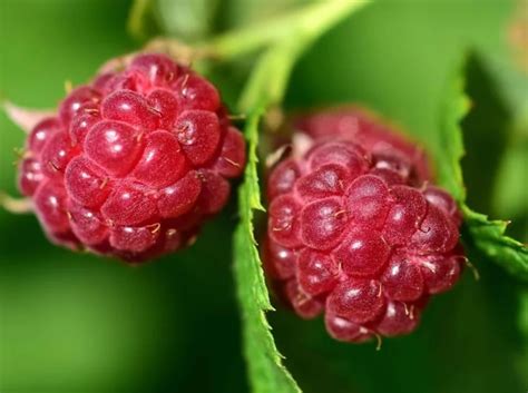 Caroline Raspberry Plants Live Red Raspberry Bush Plants Caroline Raspberry Plants Live Red Raspberry Bush Plants