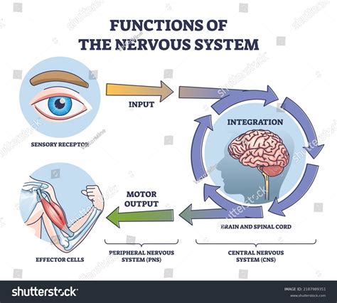 Functions Nervous System Receptor Input Effector Stock Vector Royalty