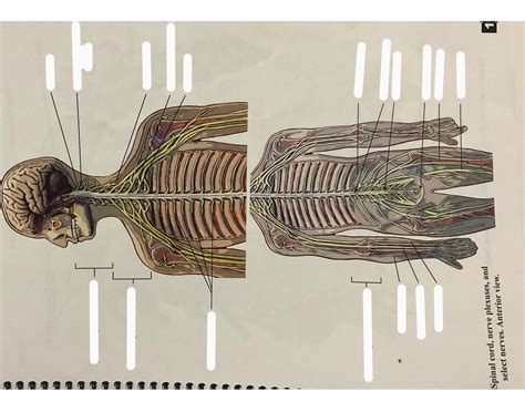 Spinal Cord Nervous Plexus And Select Nerves Quiz Spinal Cord Nervous Plexus And Select Nerves Quiz