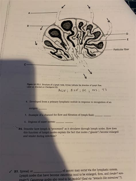 Reticular Fiber Figure Lg 22 1 Structure Of A Lymph