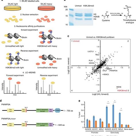 Identification Of Pwwp2a As An H3k36me3 Binding Protein A Silac