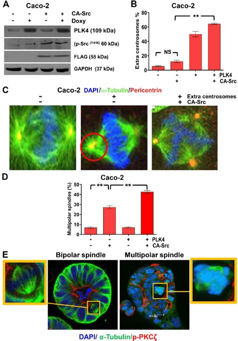 Src Regulation Of Supernumerary Centrosome Clustering And Mitotic