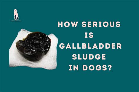 Dog Gallbladder Sludge Symptoms Recognizing The Signs