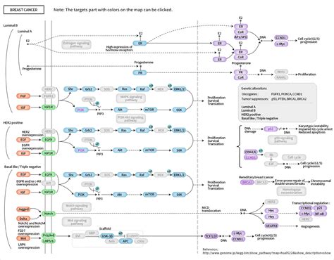 Breast Cancer Pathway Cusabio