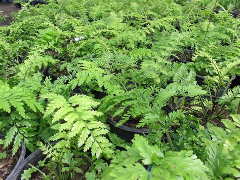Asplenium Bulbiferum Boething Treeland Farms