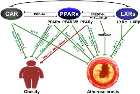Figure 2 From The Role Of Ppar And Its Cross Talk With Car And Lxr In
